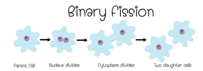 Define binary fission.