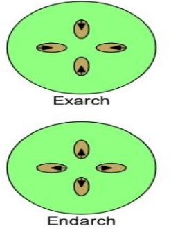 Distinguish between the following with a suitable diagram: Exarch and ...