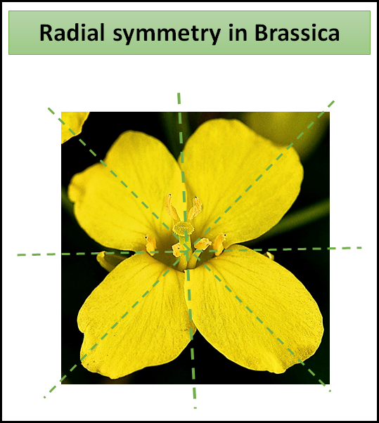 Radial symmetry is seen in flowers of aCassia bBrassica class 11 ...