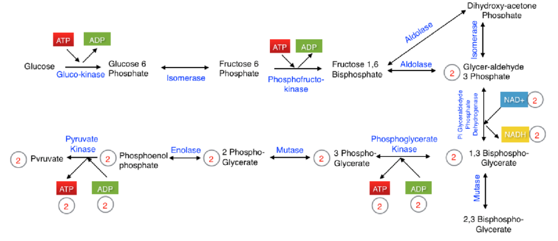 The site of EMP pathway in cell is A Peroxisome B Cytoplasm class 11 ...