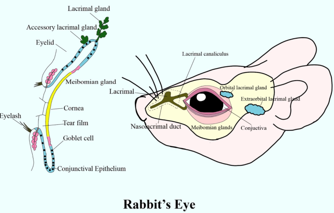 Which of the following in the rabbit’s eye is responsible for ...