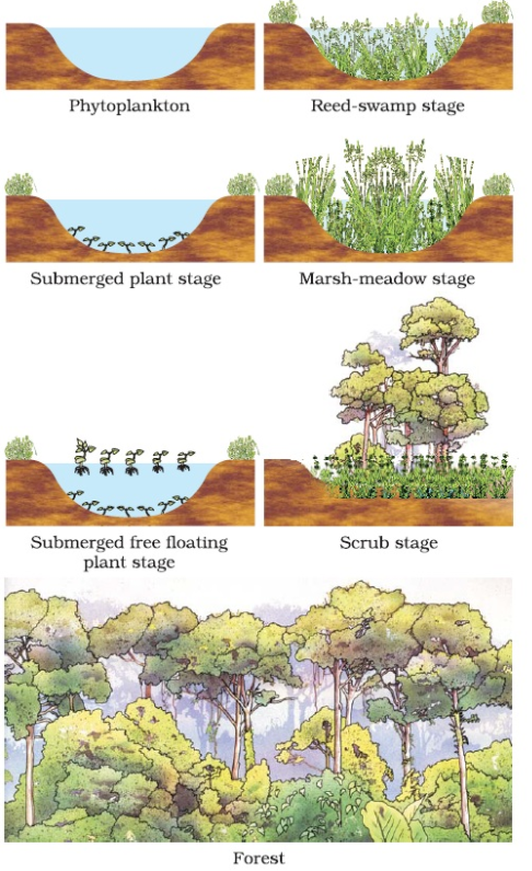 What is ecological succession. Mention it’s different steps. Explain hydrarch and xerarch ...