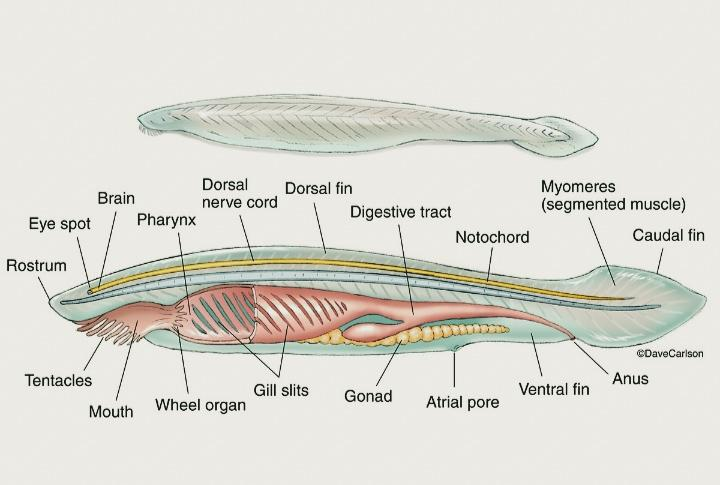 Wheel organ is found in A Herdmania B Amphioxus C Balanoglossus class ...