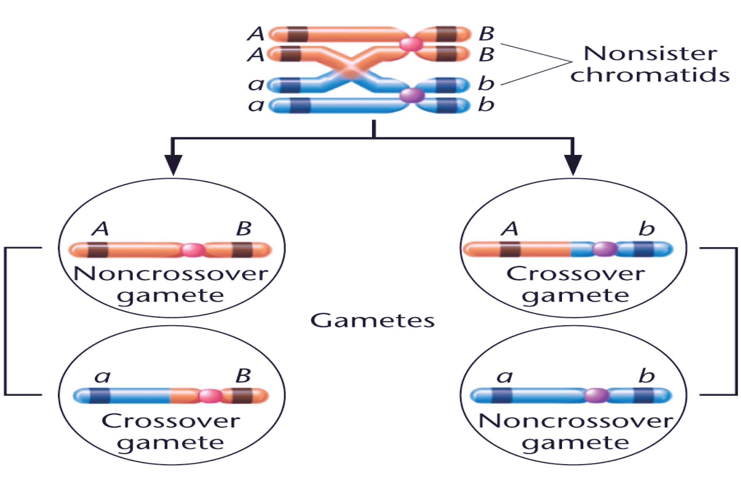 Distance between two linked genes is measured in map units that depict(a)Ratio of crossing over ...