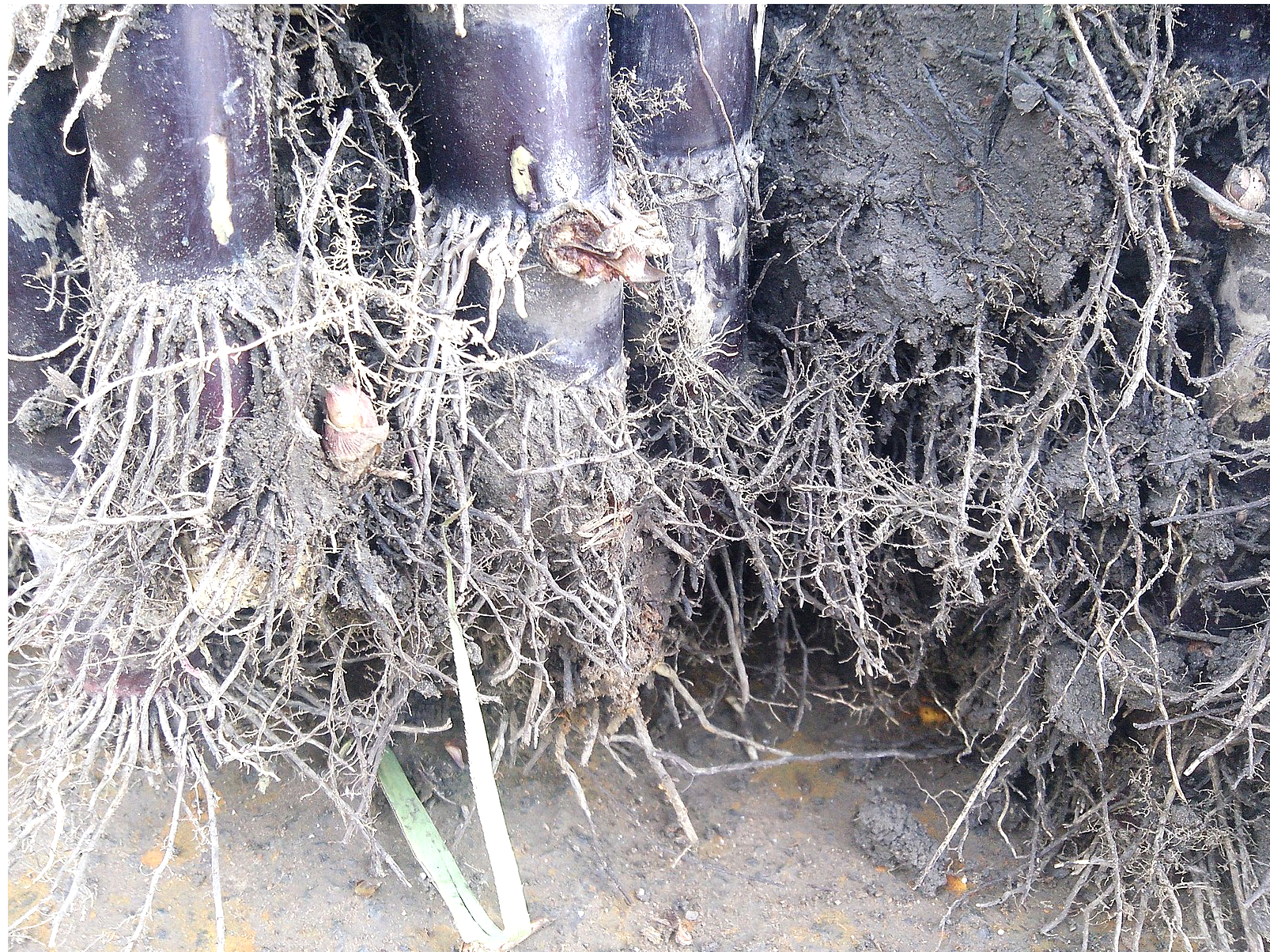 Stilt roots occur in(a) Groundnut and helianthus(b) Rice(c) Sugarcane ...