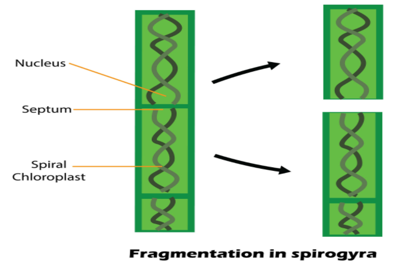 Spirogyra is a aFungi bBacteria cAlgae dNone of the class 11 biology CBSE